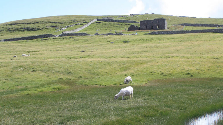 12 Fascinating Facts about Mousa in Shetland | NorthLink Ferries