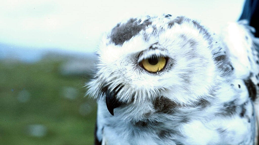 Bobby Tulloch and the Snowy Owls of Fetlar | NorthLink Ferries