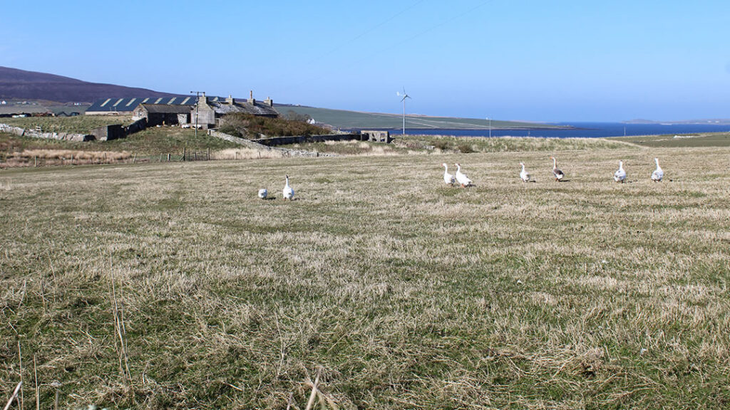 Our trip to Wyre in Orkney | NorthLink Ferries