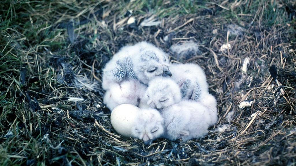 Bobby Tulloch and the Snowy Owls of Fetlar | NorthLink Ferries