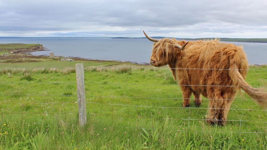 My day on Flotta | NorthLink Ferries